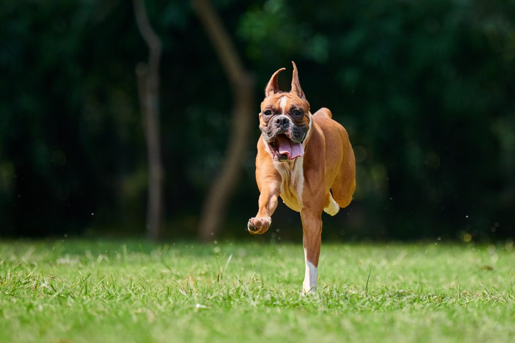 Boxer | LG Vet