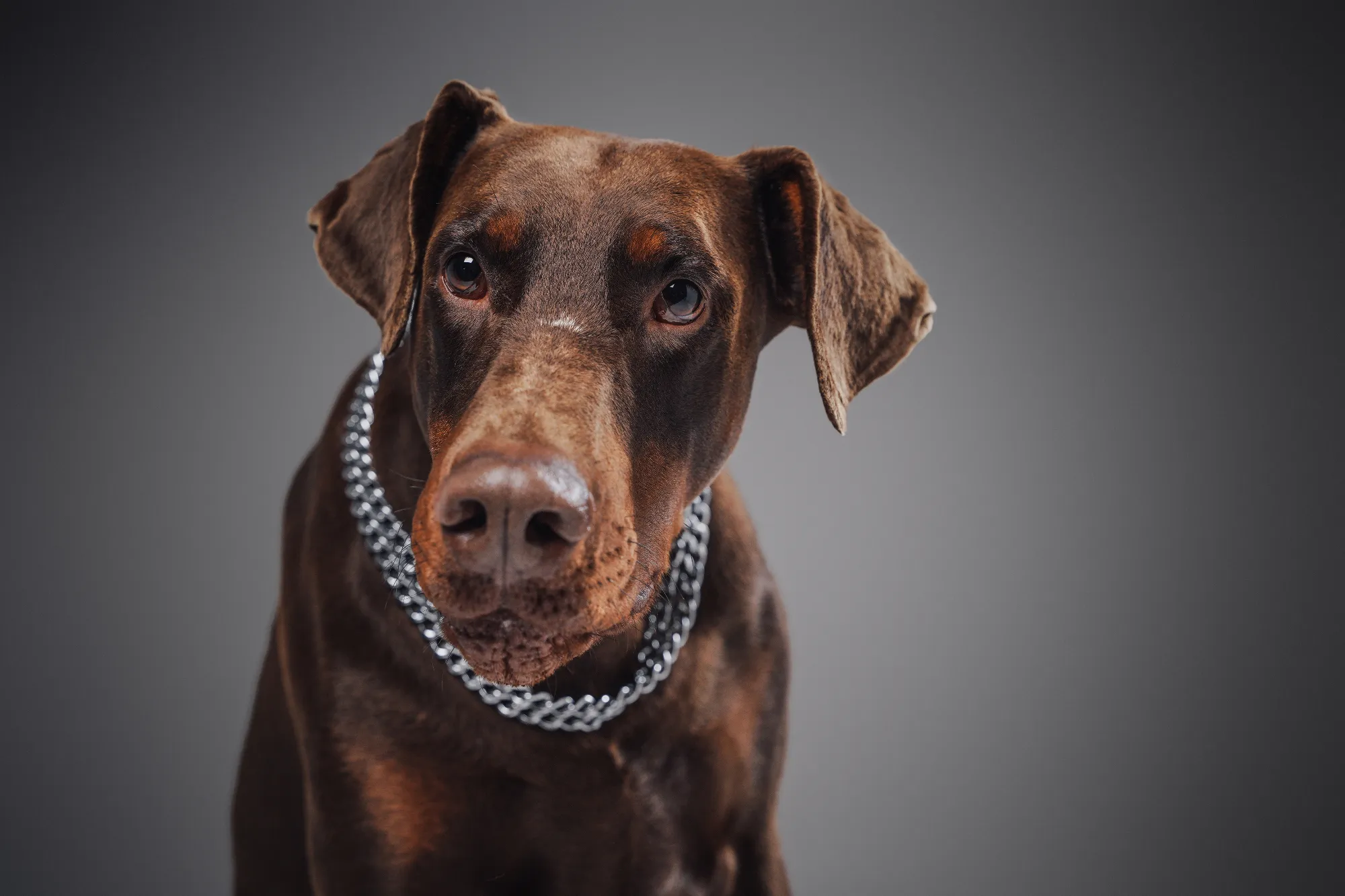 Dobermann | LG Vet